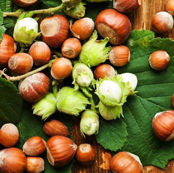 Fındık Nedir? Faydaları Nelerdir? – Kayfim